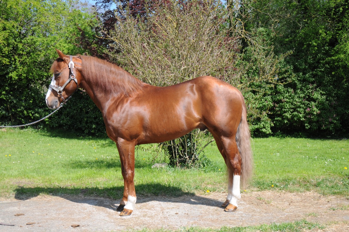 Nos Etalons - American Horse Riding Academy